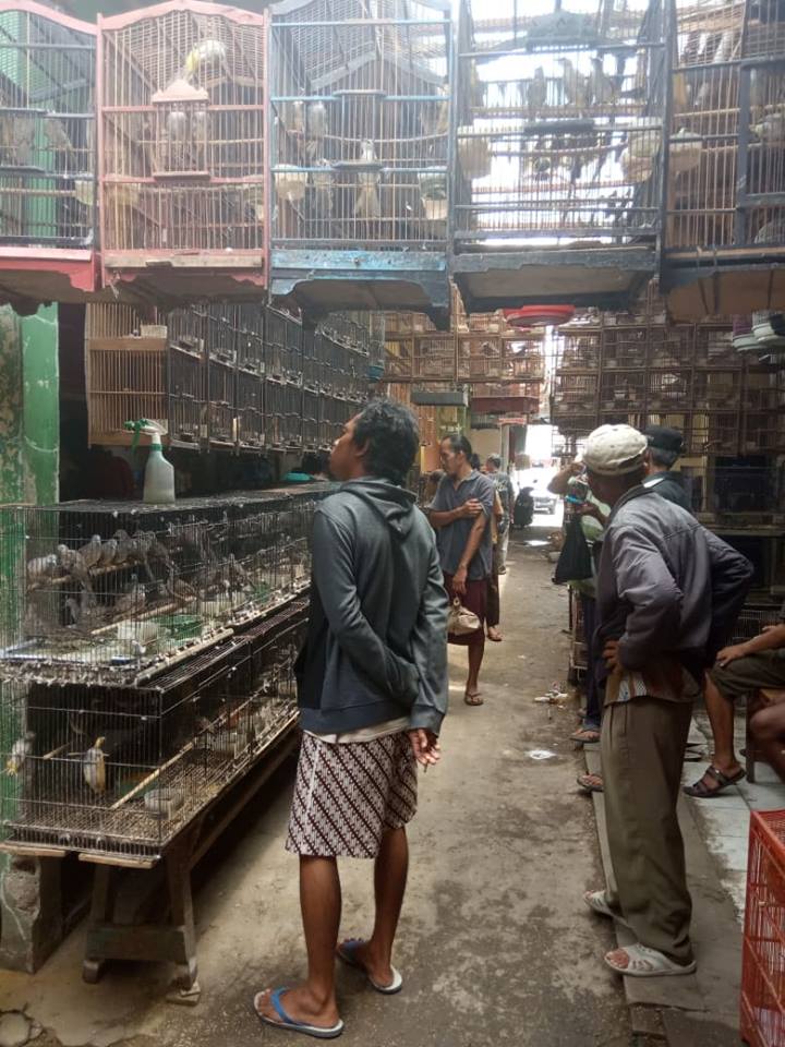 Menengok surga pecinta burung di Pemalang — Warta Desa